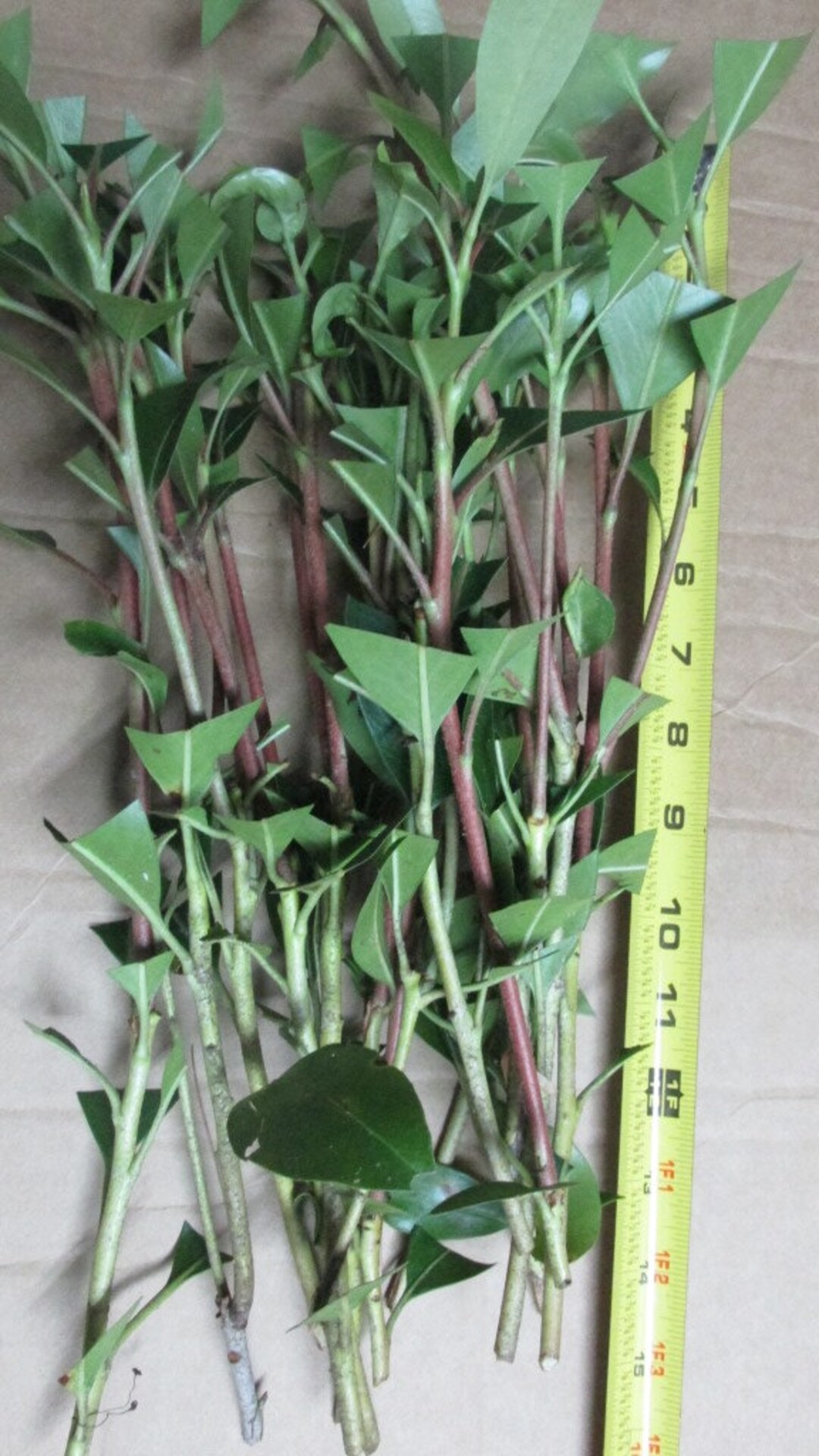 Flowering Mountain Laurel Qty-32 Unrooted Cuttings for Propagation Root ...