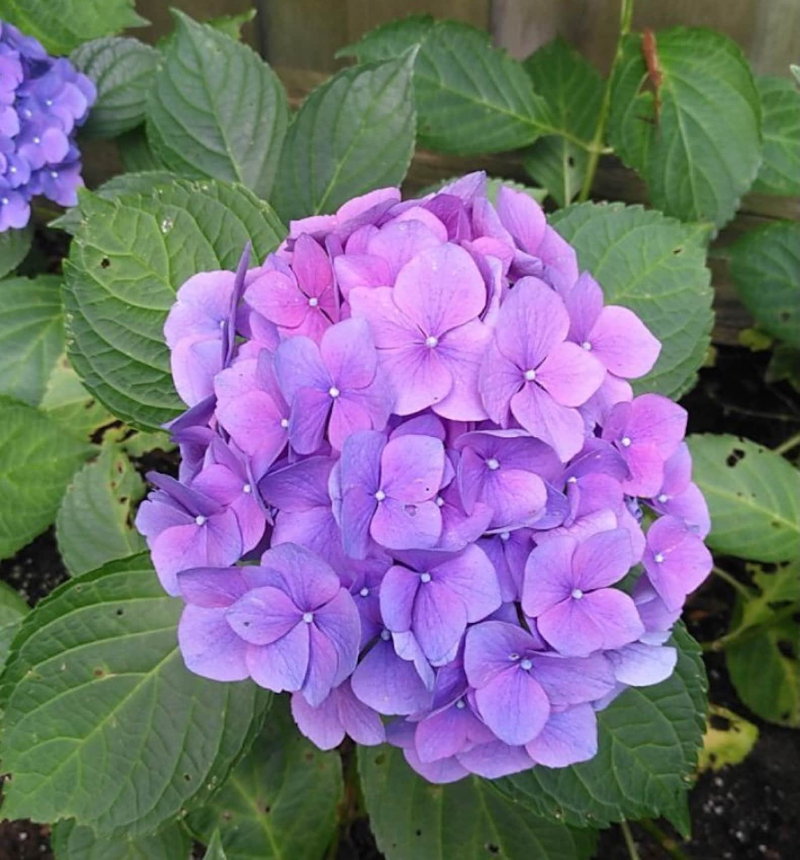 Flowering Big Leaf Hydrangea 6-10 Inches Tall -potted Boxed UPS ...