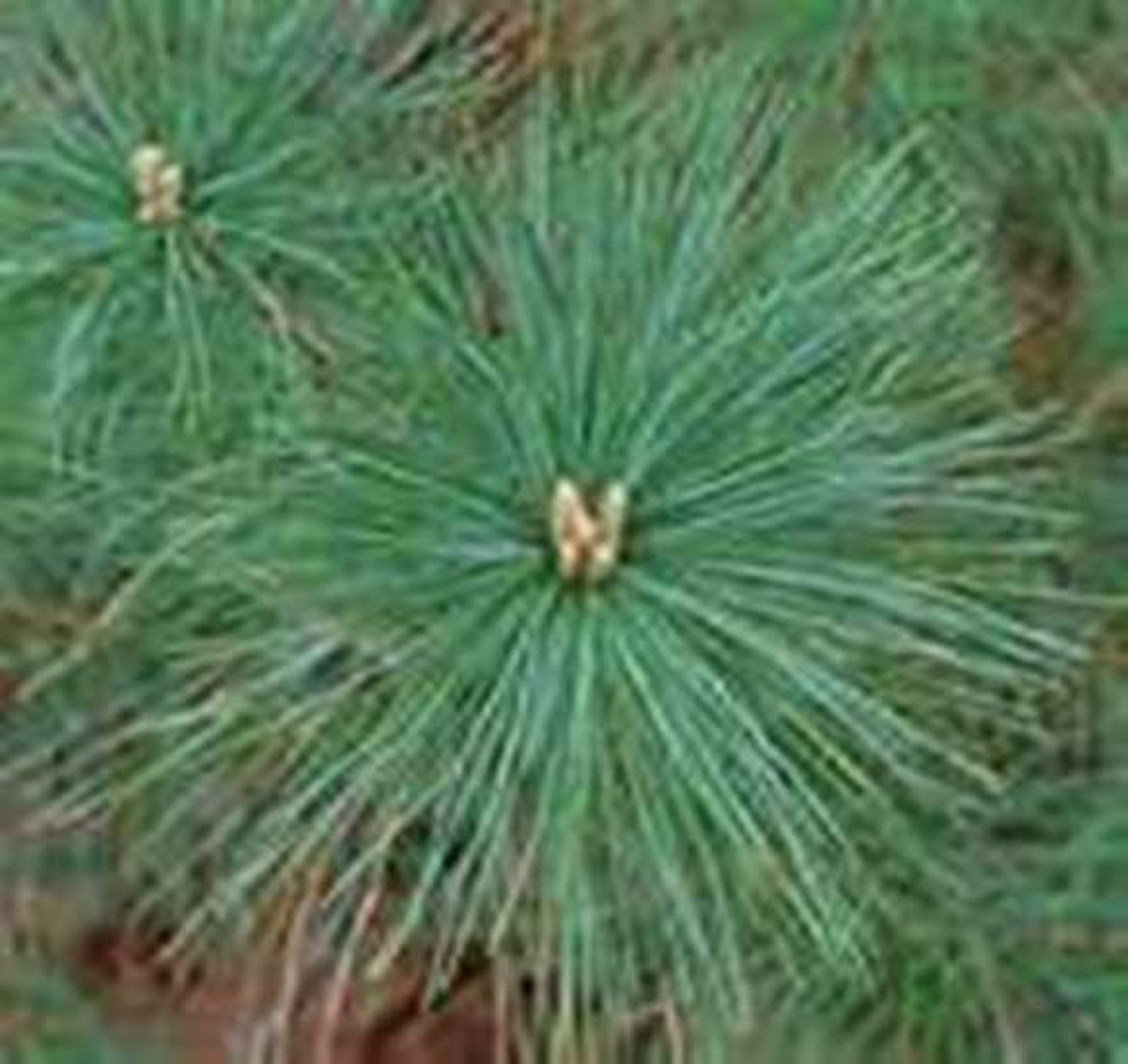 75 Eastern White Pine Tree Seedlings: 6-9 Inch Starter Saplings - Etsy