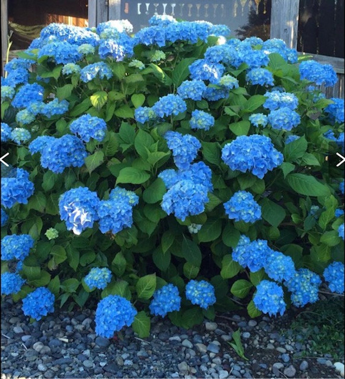 Flowering Big Leaf Hydrangea 6-10 Inches Tall -potted Boxed UPS ...