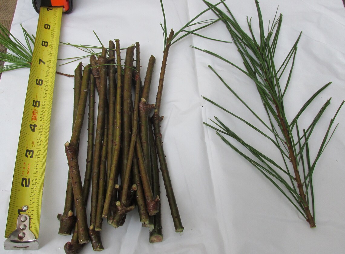 White Pine Qty-100 Unrooted Cuttings for Propagation Root Stock 6-8 ...