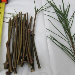 White Pine Qty-100 Unrooted Cuttings for Propagation Root Stock 6-8 ...