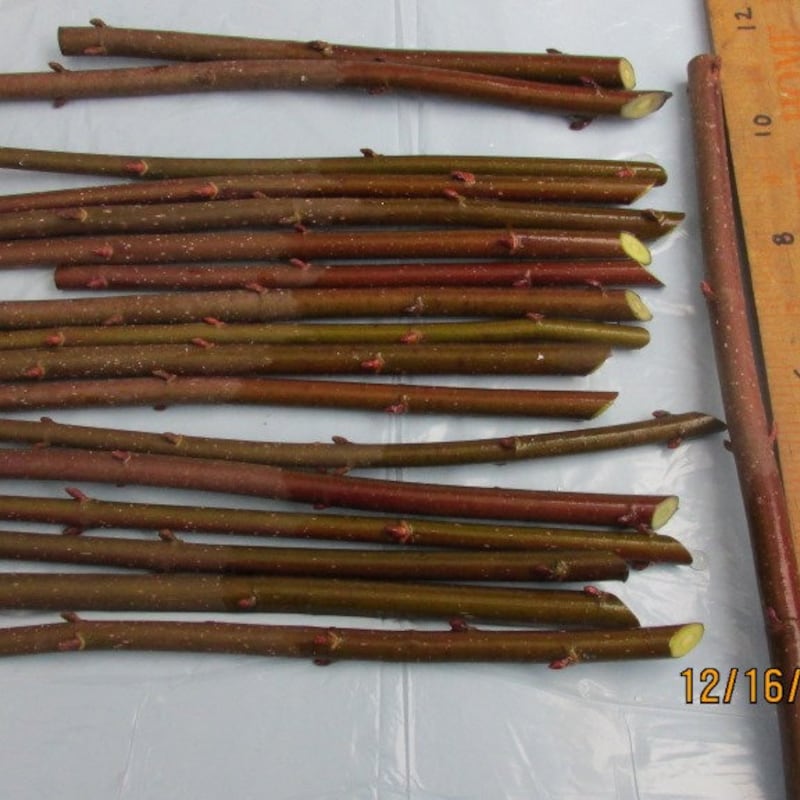Japanese Maple Tree Bare Root - Etsy