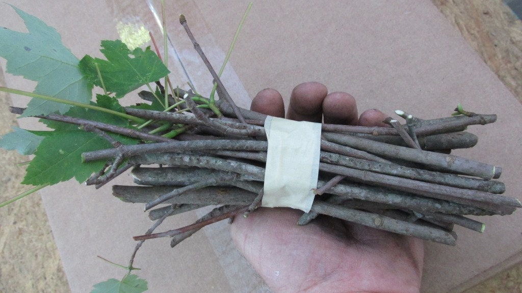 Red Maple Qty-100 Unrooted Cuttings for Propagation Root Stock 6-8 ...