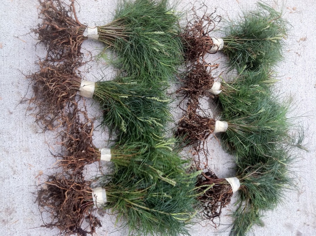 400 White Pine Tree Seedlings: 6-9 Inch Starter Saplings - Etsy