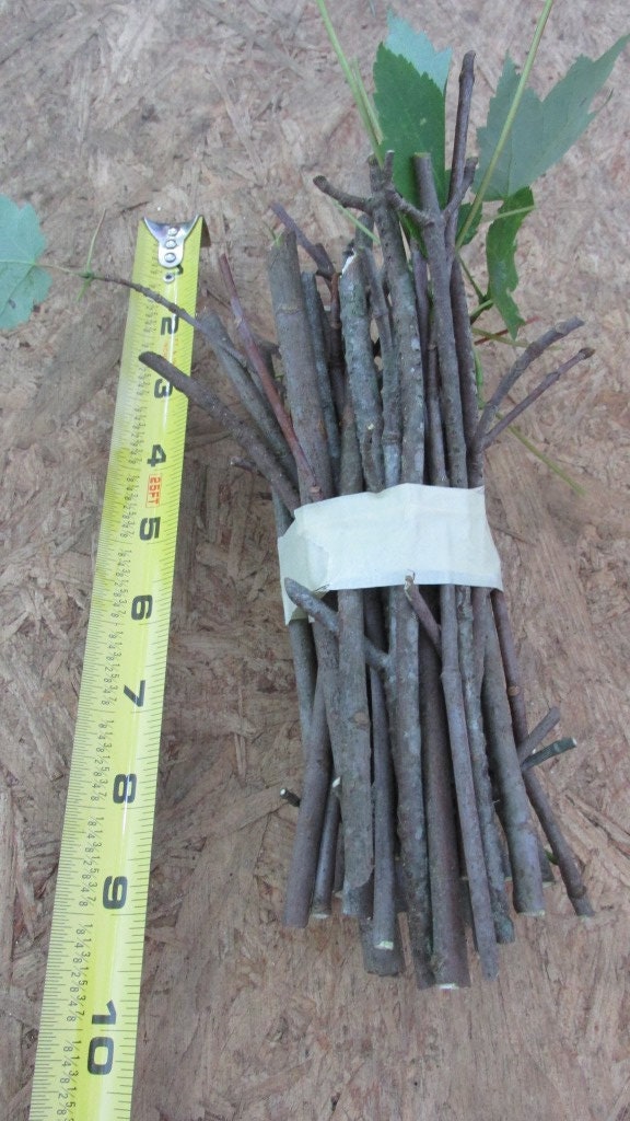 Red Maple Qty-32 Unrooted Cuttings for Propagation Root Stock 6-8 ...