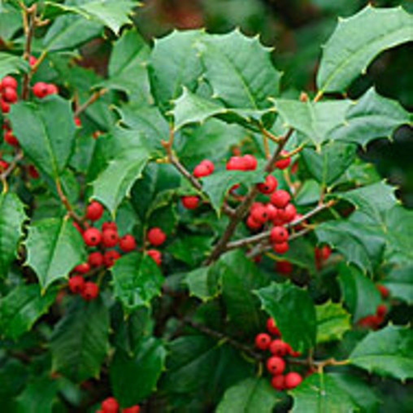 American Holly Evergreen Hedge Qty-32 Unrooted Cuttings for Propagation ...