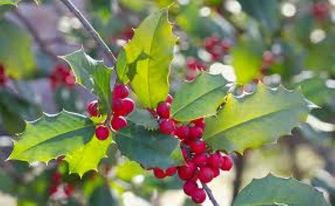 Live Holly Boughs 20" - 30" Inches Long -american Holly Qty-50 Make ...