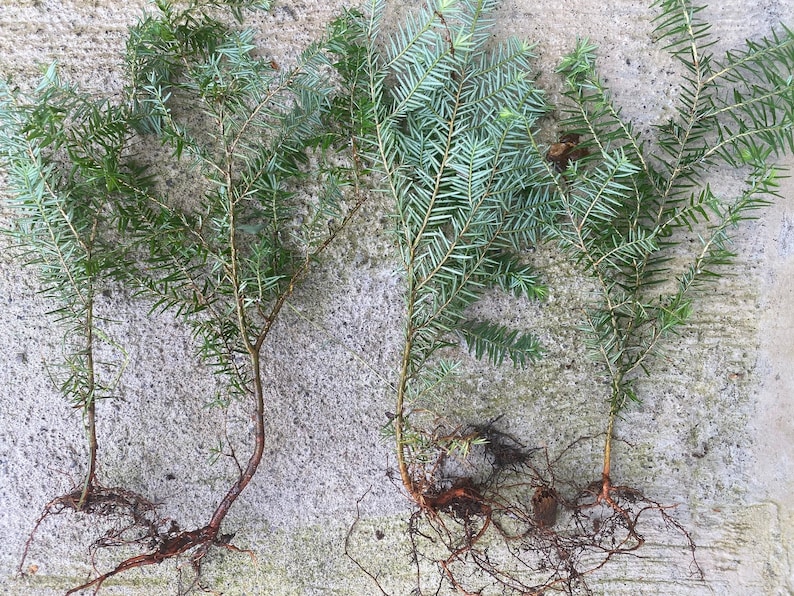 Eastern Hemlock QTY 4 seedlings 10 to 12inch Tall - Etsy