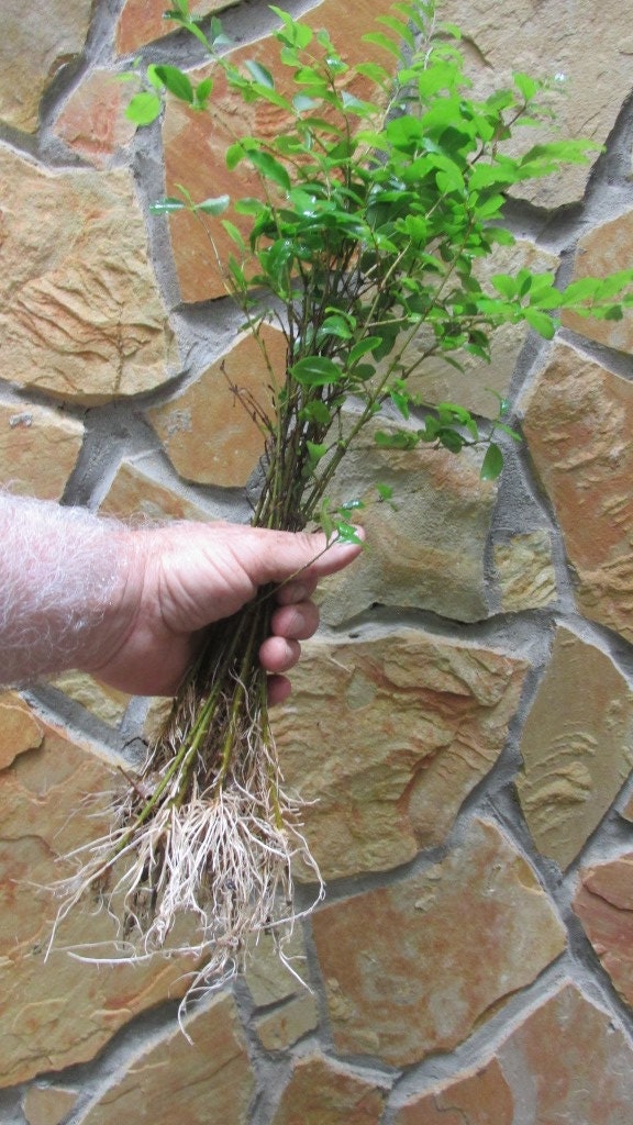European Privet Privacy Hedge 36 Inches Tall Starter Transplant ...