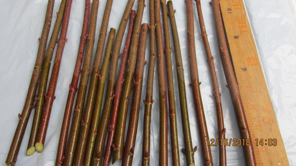 Red Maple Qty-32 Unrooted Cuttings for Propagation Root Stock 6-8 ...