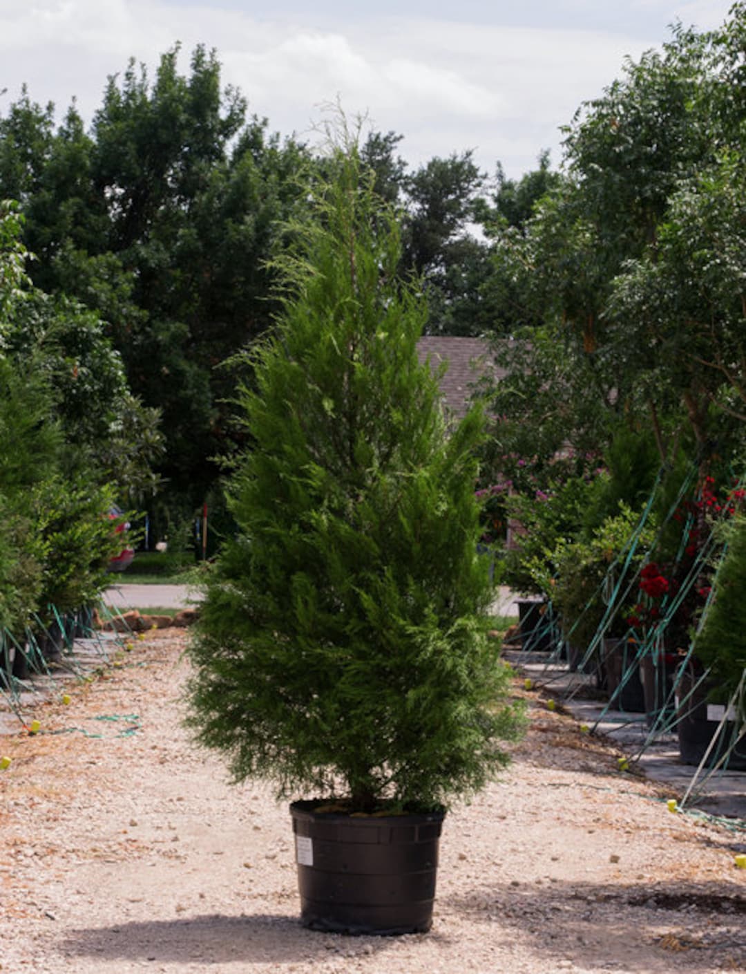 Eastern Red Cedar 40inch Tall Rooted Transplant Starter Tree - Ready to ...