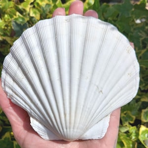 Wholesale Large 14cm Scallop Shell, Washed White Smudge Bowl, Smudge ...