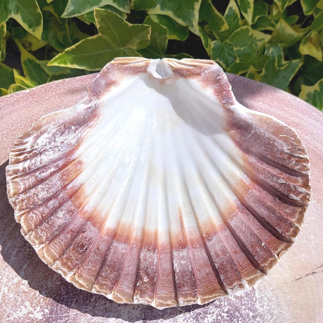 Wholesale Large 14cm Scallop Shell, Washed White Smudge Bowl, Smudge ...