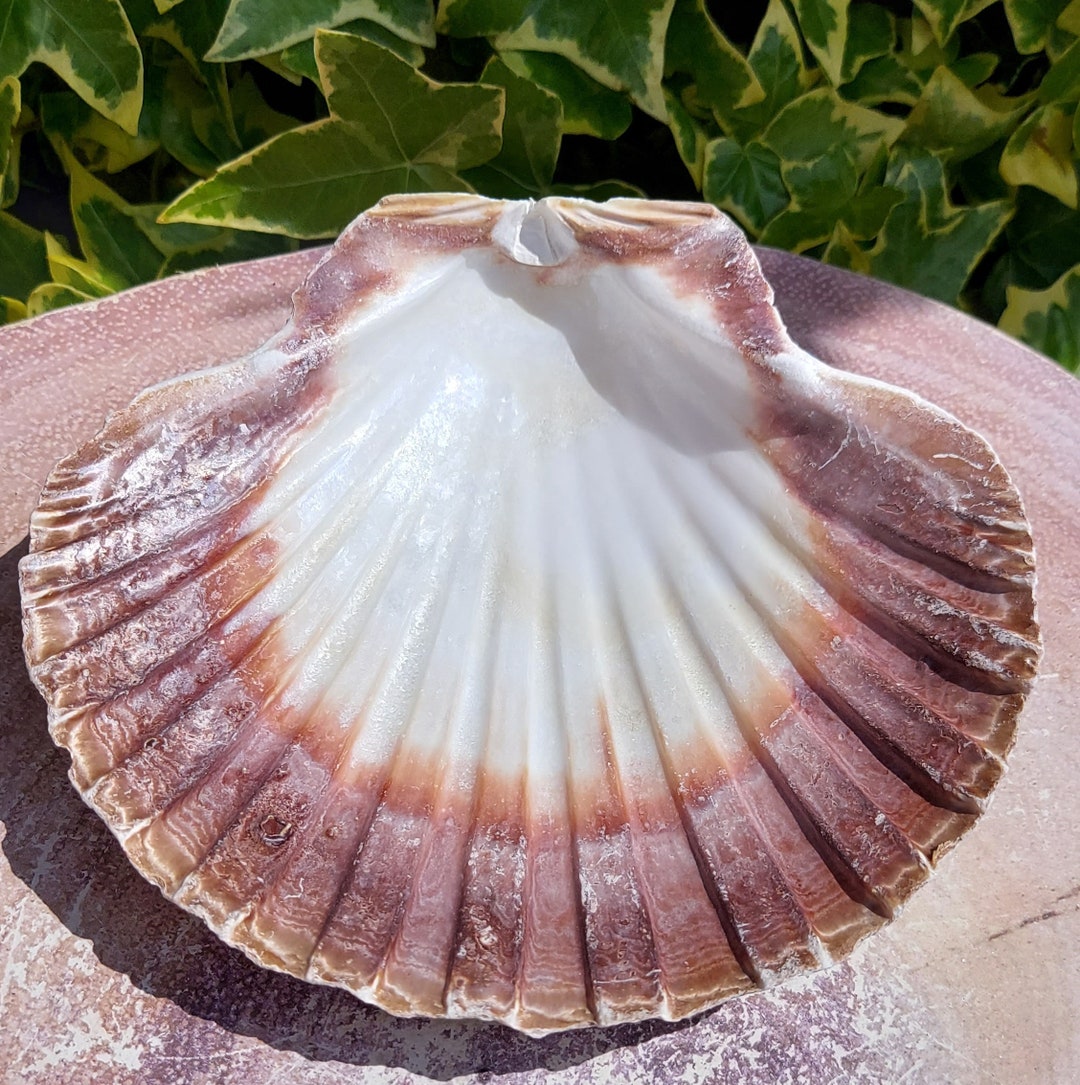 Wholesale Large 14cm Scallop Shell, Washed White Smudge Bowl, Smudge ...