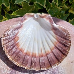 Wholesale Large 14cm Scallop Shell, Washed White Smudge Bowl, Smudge ...