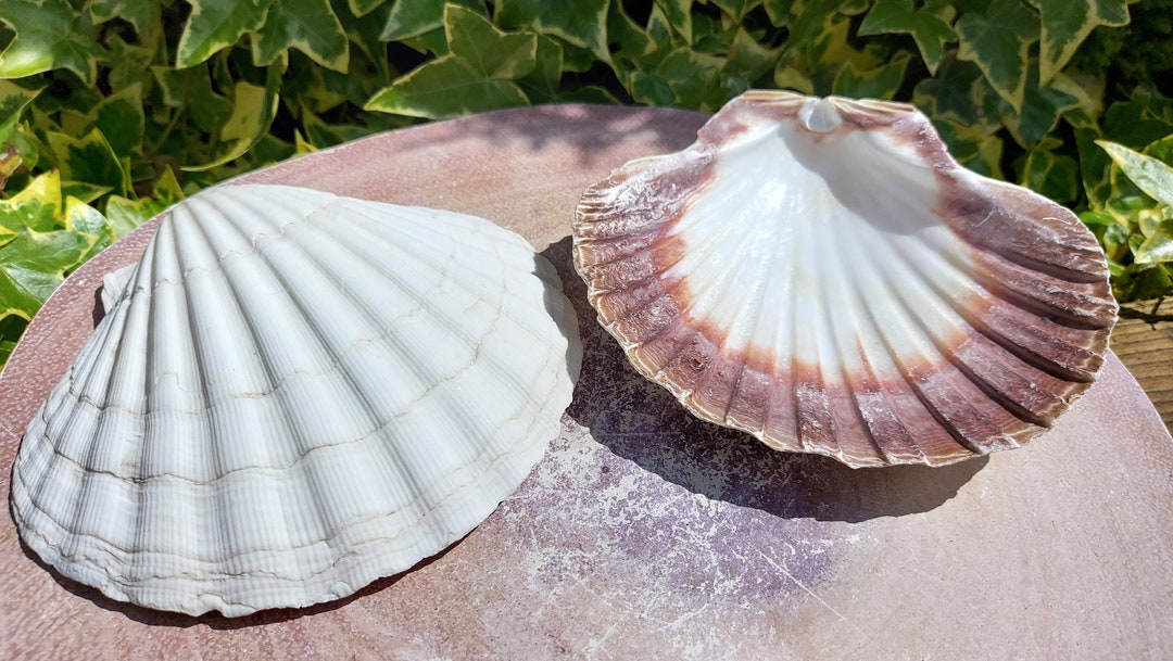 Wholesale Large 14cm Scallop Shell, Washed White Smudge Bowl, Smudge ...