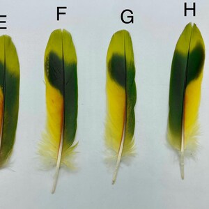 Ethical Foraged Parrot Feathers. - Etsy