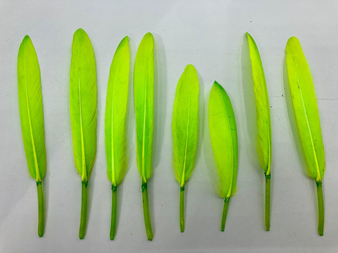 8 Cruelty Free, Foraged, Small Goose Feathers. Dyed Acid Yellow - Etsy