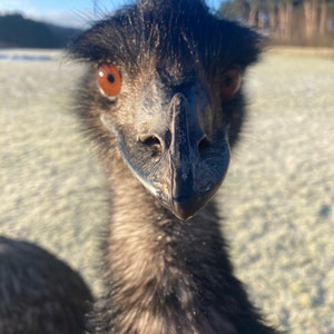 Cruelty Free Emu Feathers . 5 Dyed Rainbow - Etsy UK