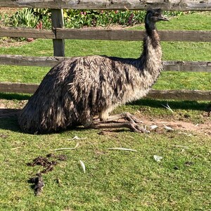Cruelty Free Emu Feathers . 5 Dyed Rainbow - Etsy UK