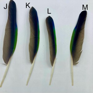 Ethical Foraged Parrot Feathers. - Etsy
