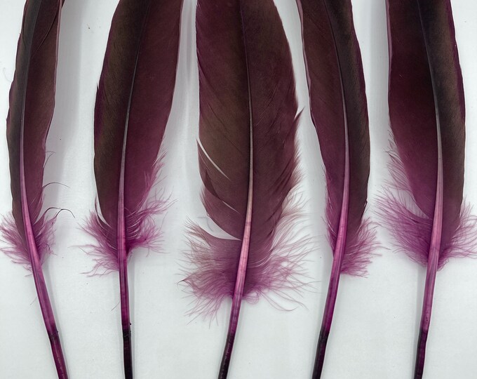 5 Cruelty Free, Foraged Feathers. Canada Goose, Dyed Plum Purple - Etsy