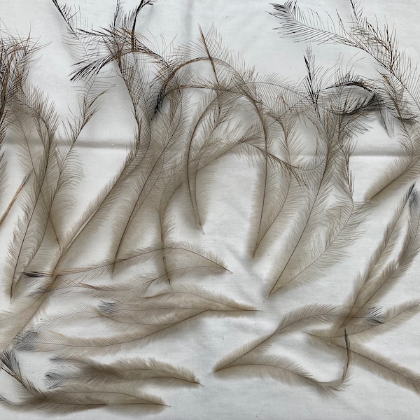 Emu Feathers - Etsy