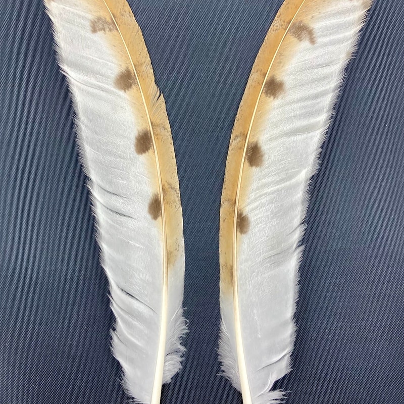 Large Feathers - Etsy