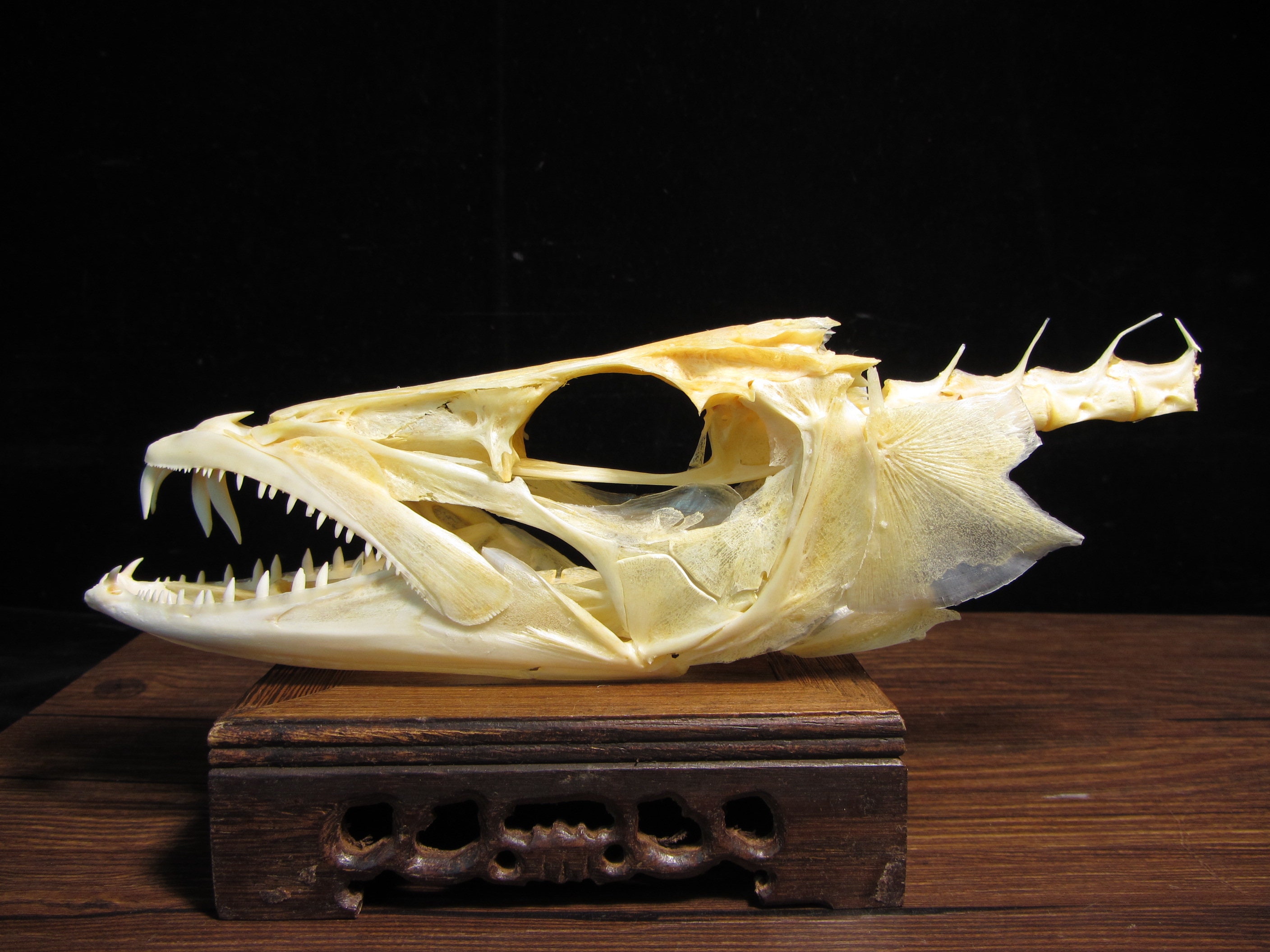 Bony Fish Skull