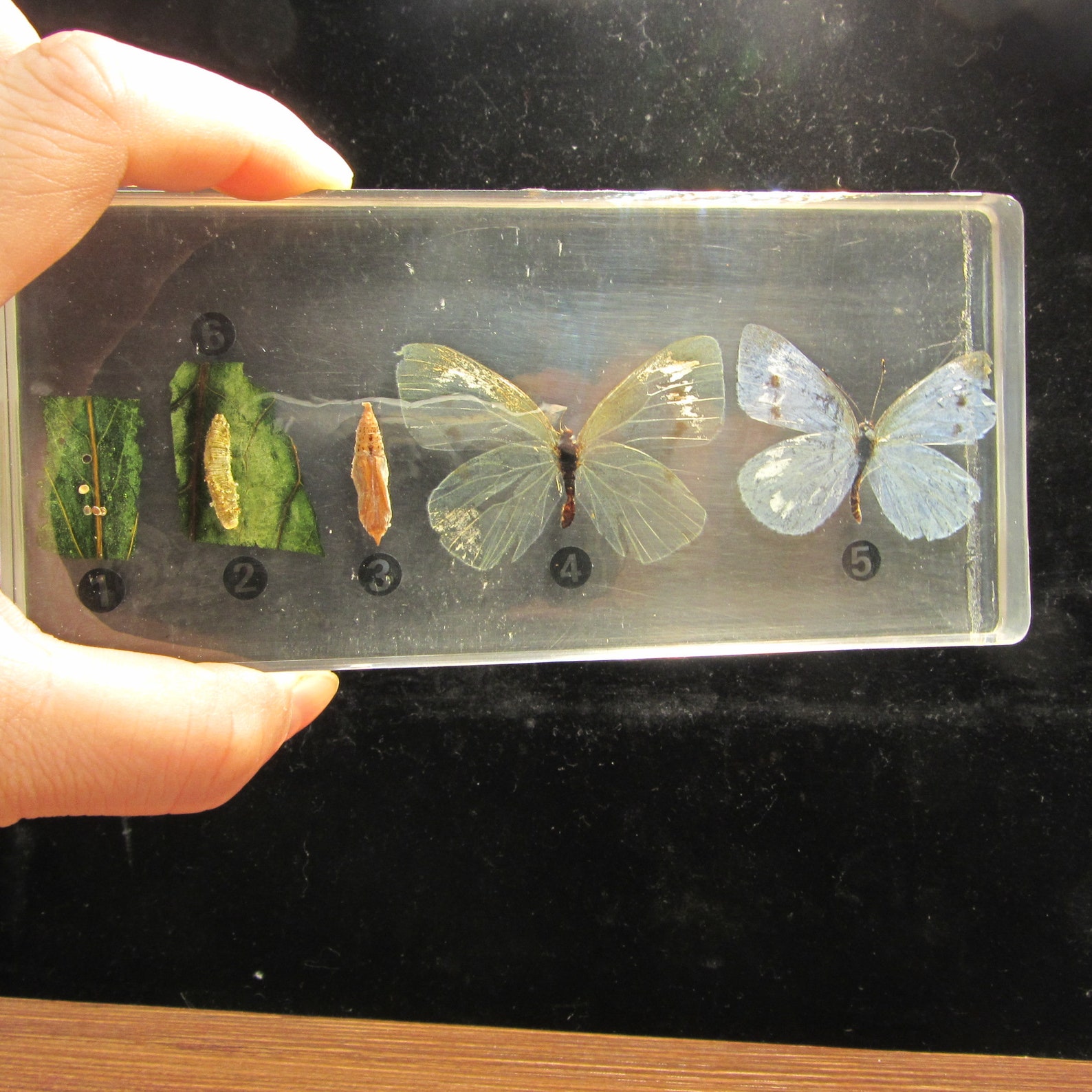 Life Cycle of Cabbage Butterfly Pupa Moth Growth Process in - Etsy