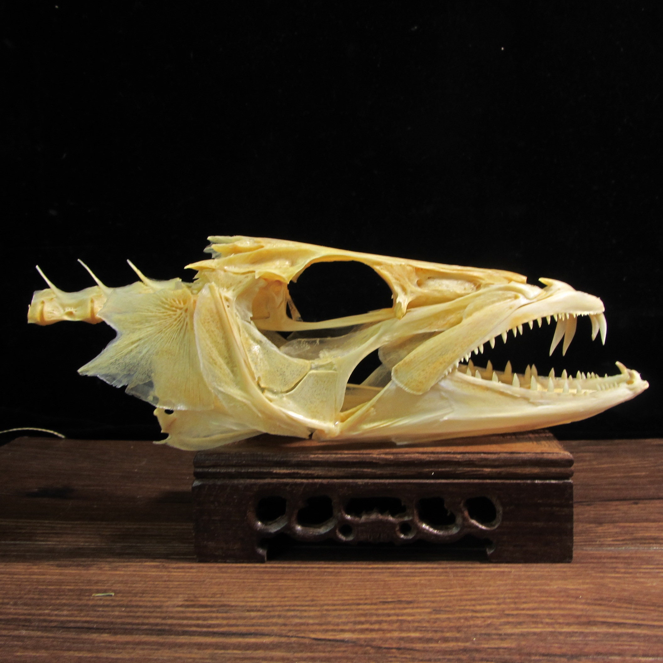 Barracuda Skull