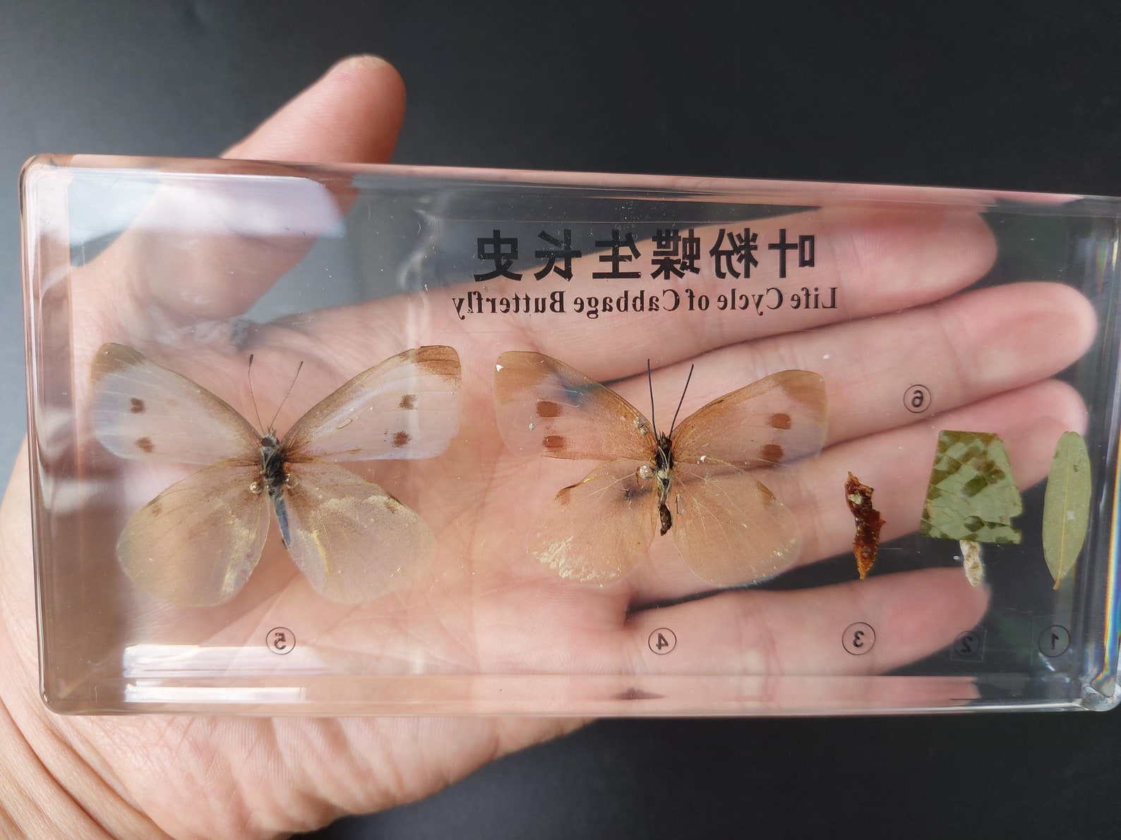 Life Cycle of Cabbage Butterfly Pupa Moth Growth Process in | Etsy