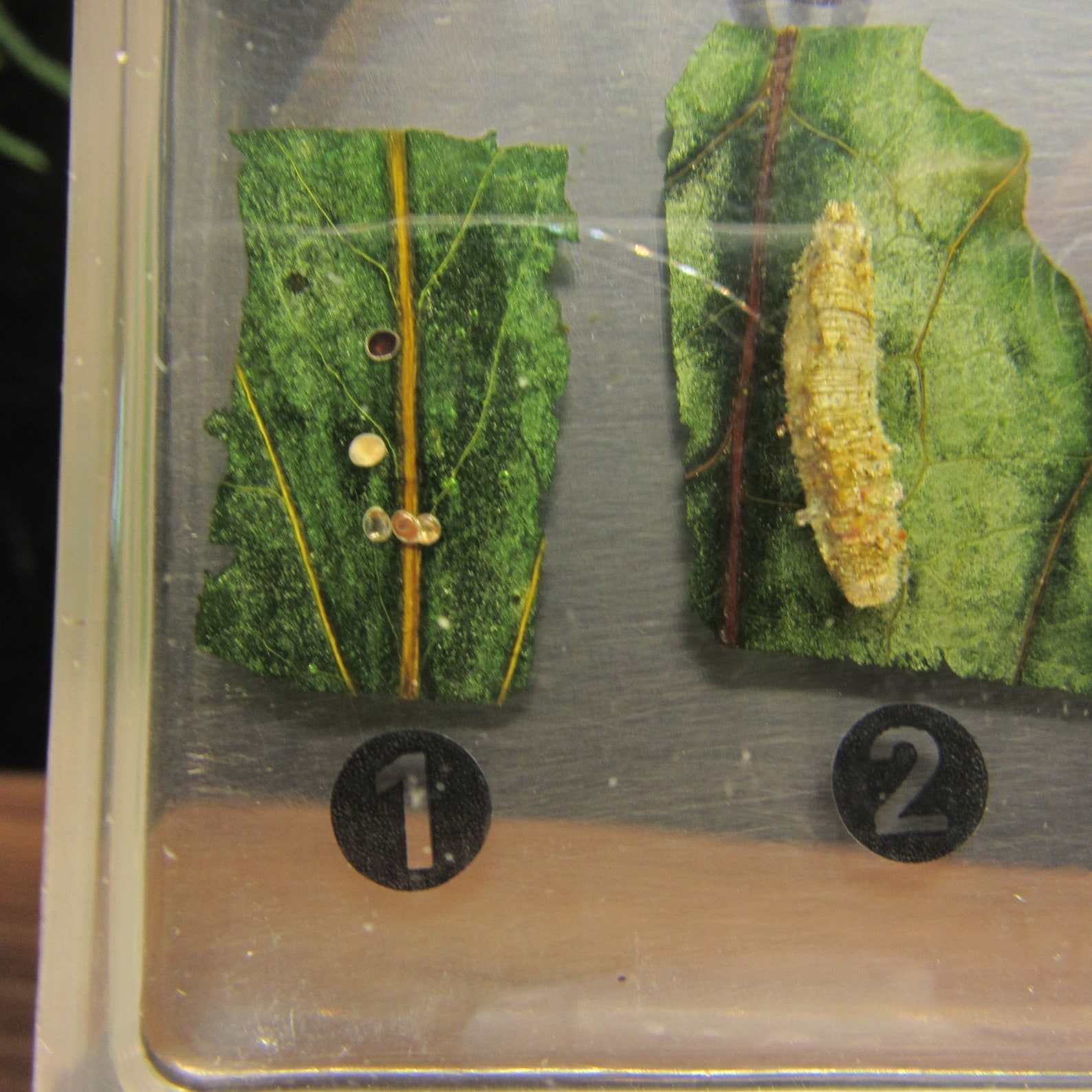 Life Cycle of Cabbage Butterfly Pupa Moth Growth Process in - Etsy