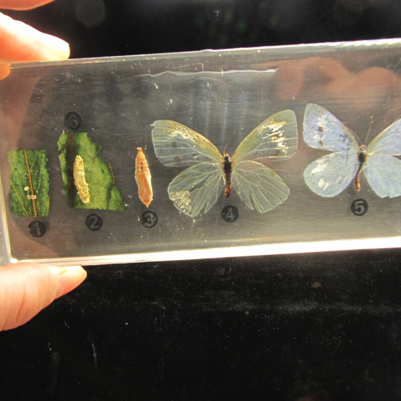 Life Cycle of Cabbage Butterfly Pupa Moth Growth Process in - Etsy