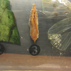 Life Cycle of Cabbage Butterfly, Pupa, Moth, Growth Process in Resin ...