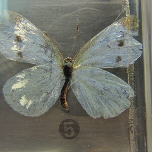 Life Cycle of Cabbage Butterfly, Pupa, Moth, Growth Process in Resin ...