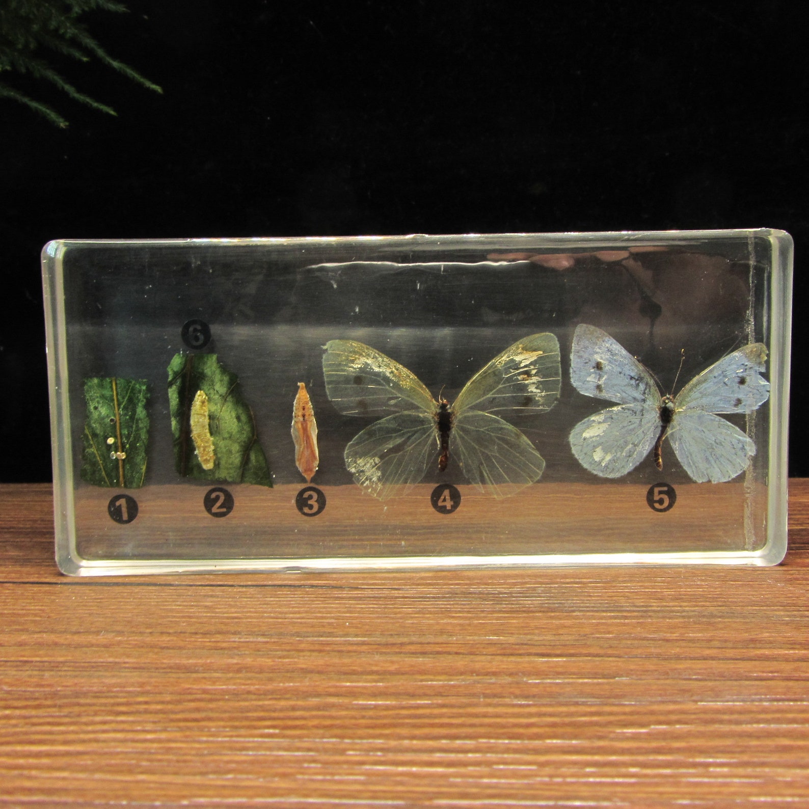 Life Cycle of Cabbage Butterfly Pupa Moth Growth Process in - Etsy