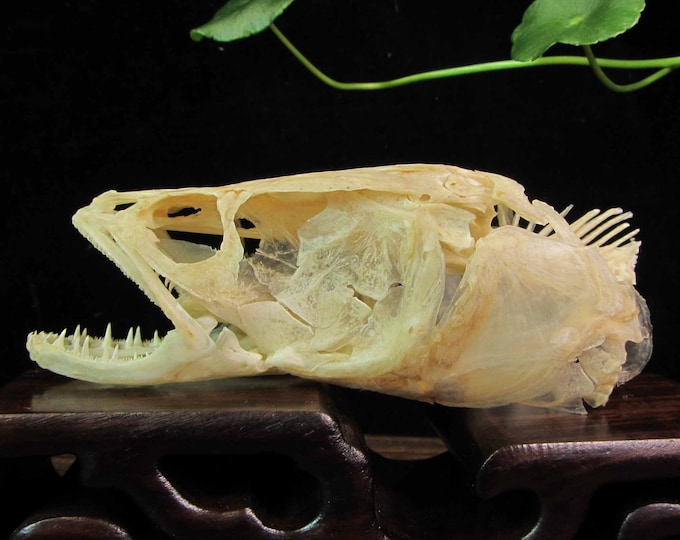 Real Snakehead Fish Fish Skull Natural Skull Animal - Etsy