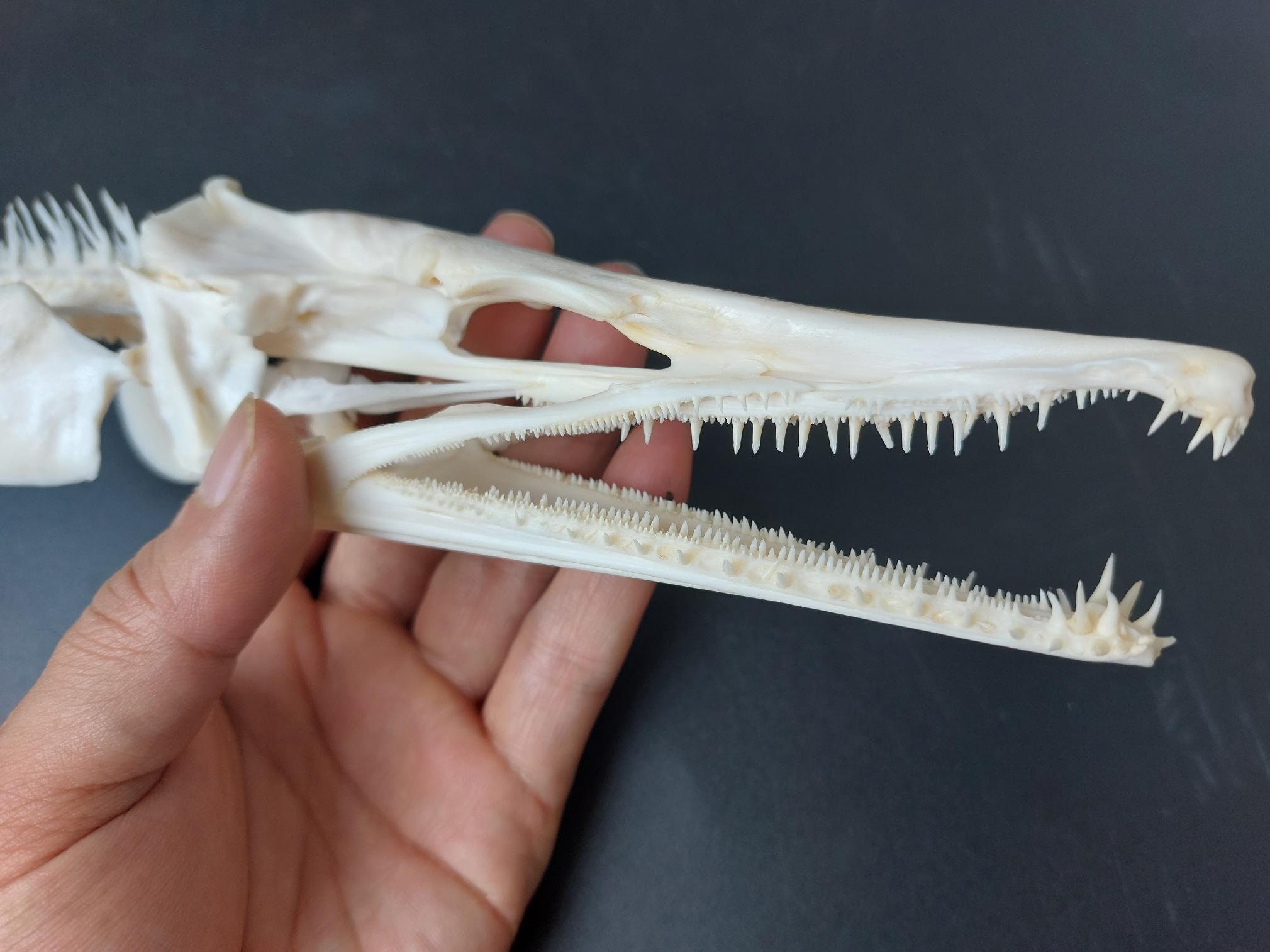 Electric Eel Skeleton