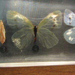 Life Cycle of Cabbage Butterfly, Pupa, Moth, Growth Process in Resin ...