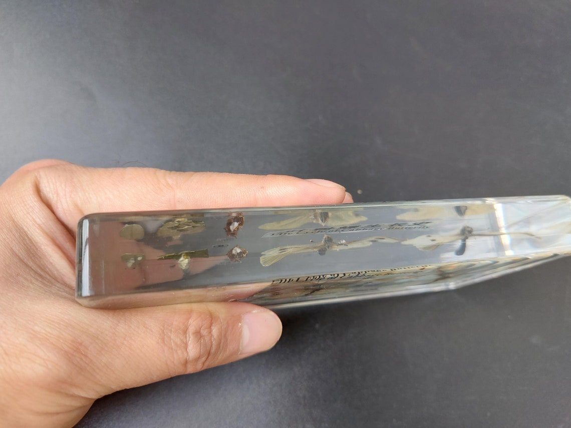 Life Cycle of Cabbage Butterfly Pupa Moth Growth Process in | Etsy