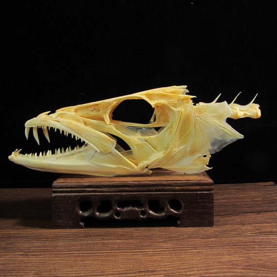 Barracuda Skull