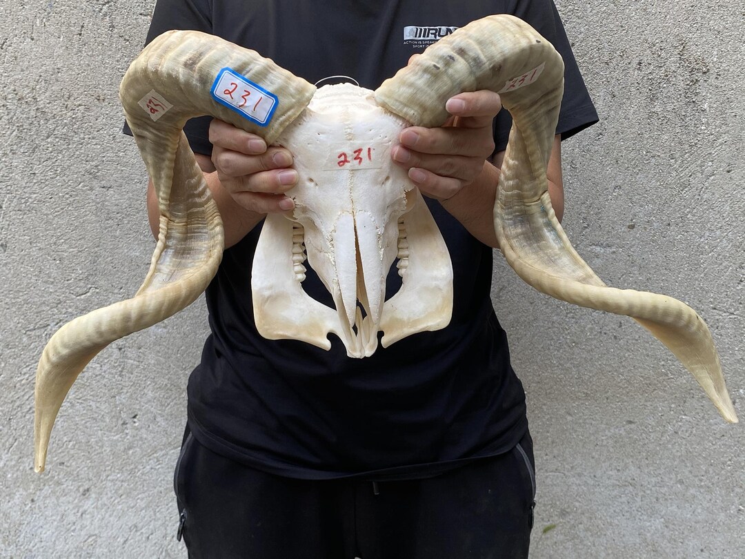 61cm Real Tibet Long Horns Ram Skull Skelecton Natural Sheep - Etsy