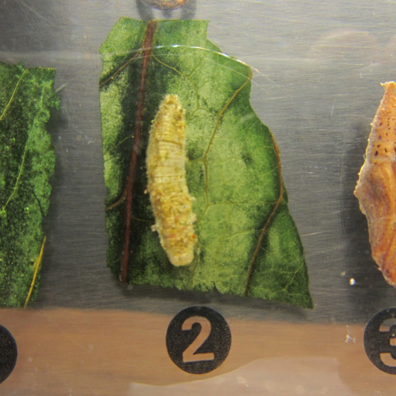 Life Cycle of Cabbage Butterfly Pupa Moth Growth Process in - Etsy