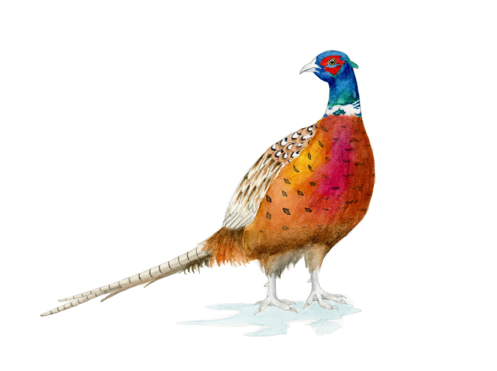 Watercolour Pheasant Painting Print - Etsy UK