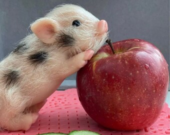 Silicone Pig Baby | Etsy UK