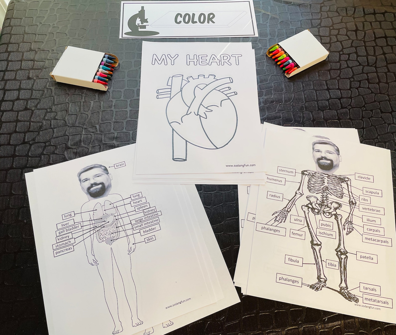 Personalized Anatomy Coloring Sheets Anatomy Coloring Pages - Etsy