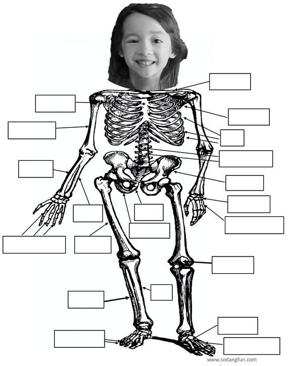 Anatomy For Kids Coloring Pages