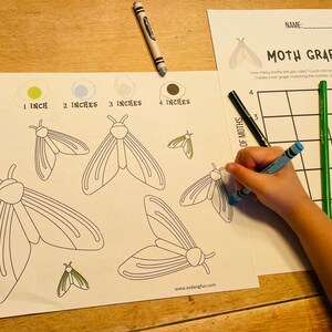 Measuring Bugs Activity, Insect Measuring Activity, Bugs Coloring Pages ...